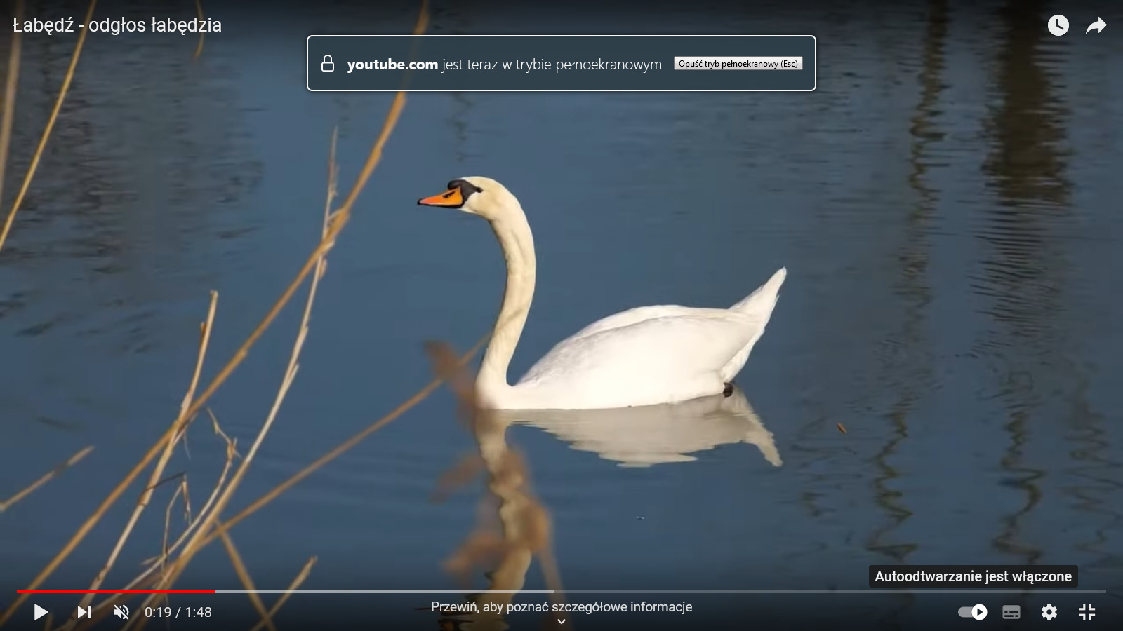 Dlaczego nie jemy łabędzi? - TrueStory